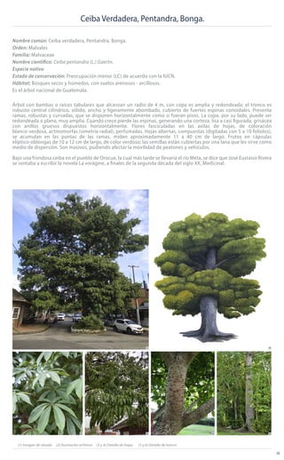 Arboles de Yopal en la Arquitectura, el paisaje y el urbanismo (Final).pdf