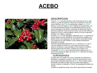 Arboles y plantas de rentee Odei | PPT
