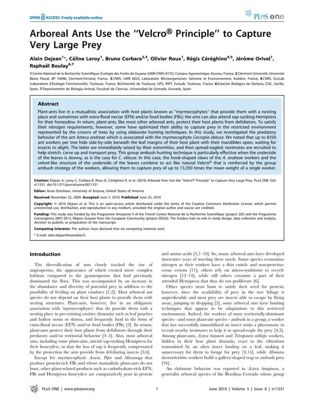 Arboreal ants use the “velcro® principle” to capture very large prey. | PDF