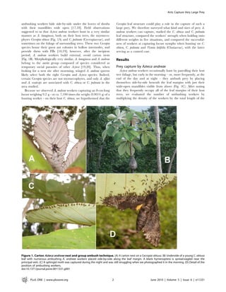 Arboreal ants use the “velcro® principle” to capture very large prey. | PDF