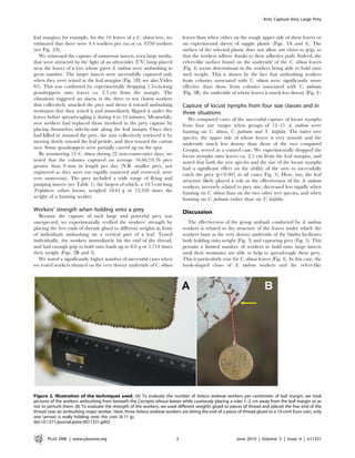 Arboreal ants use the “velcro® principle” to capture very large prey. | PDF