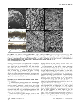 Arboreal ants use the “velcro® principle” to capture very large prey. | PDF