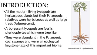 ARBORESCENT LYCOPODS PRIMITIVE PTERIDOPHYTES | PPT