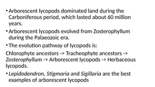 ARBORESCENT LYCOPODS PRIMITIVE PTERIDOPHYTES | PPT