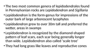 ARBORESCENT LYCOPODS PRIMITIVE PTERIDOPHYTES | PPTX