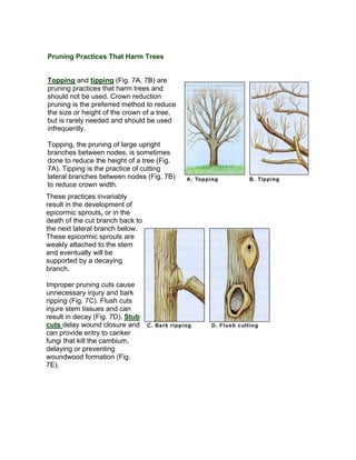 Arboriculture | PDF
