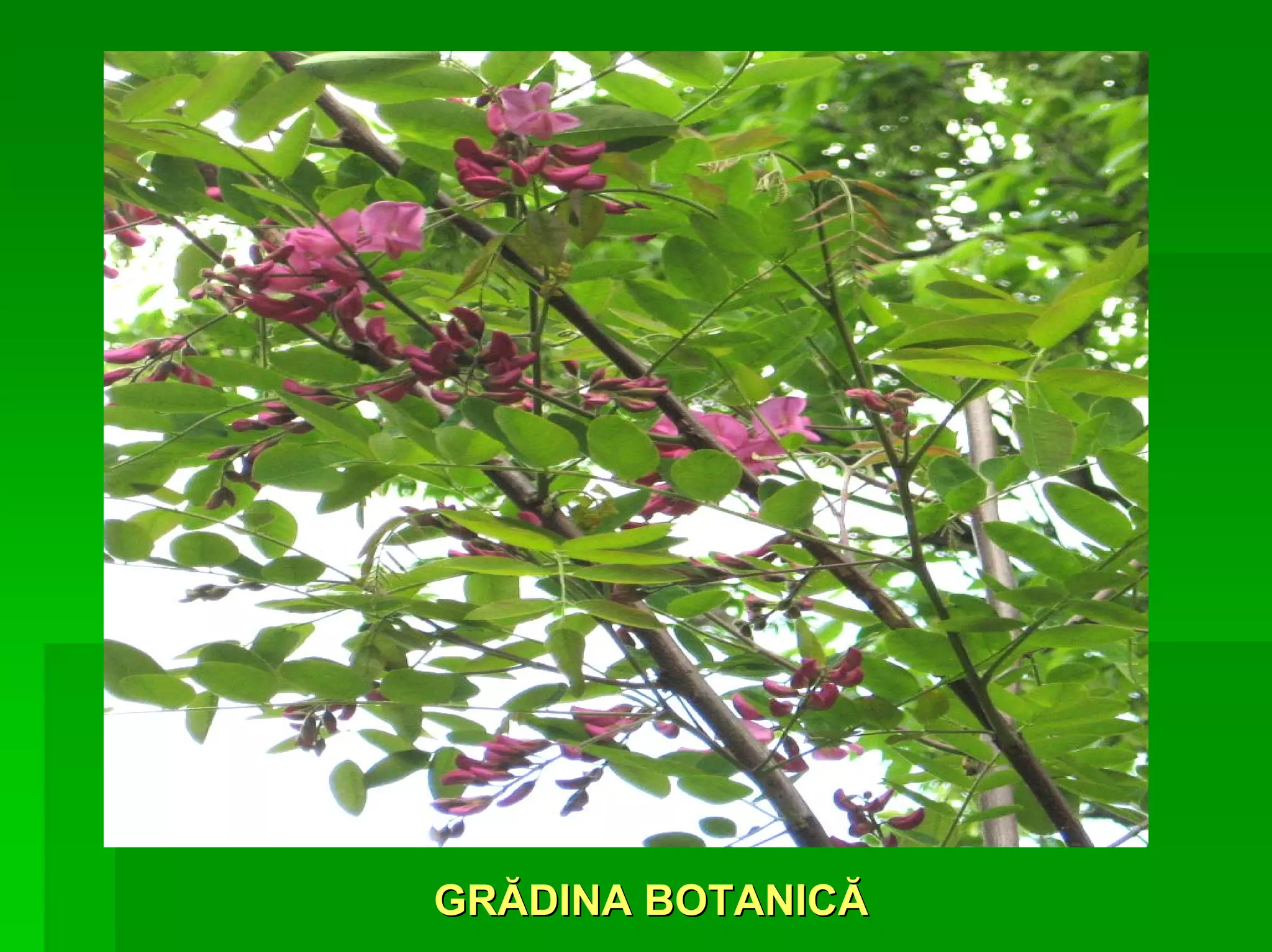 Arbori si arbusti deosebiti final | PDF