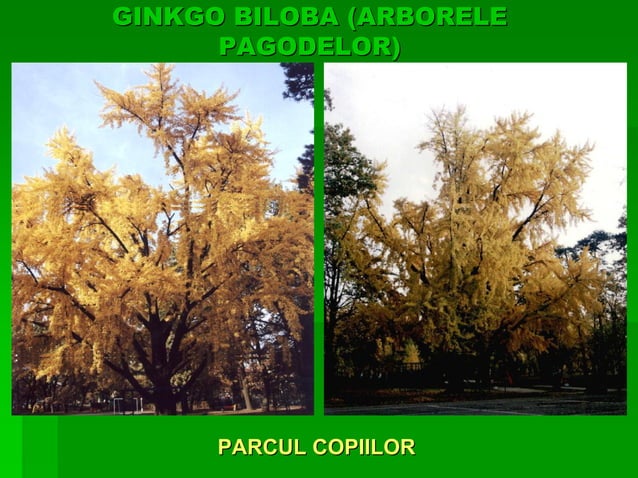 Arbori si arbusti deosebiti final | PPT
