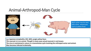 Arbovirus An Overview | PPTX