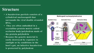 Introduction to ARBOVIRUS AND BACULOVIRUS | PDF