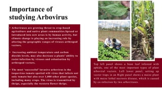 Introduction to ARBOVIRUS AND BACULOVIRUS | PDF
