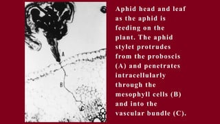 Introduction to ARBOVIRUS AND BACULOVIRUS | PDF