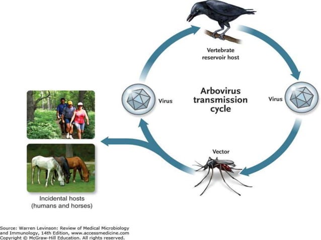 Arboviruses: Definition and Classification | PPTX | Infectious Diseases | Diseases and Conditions