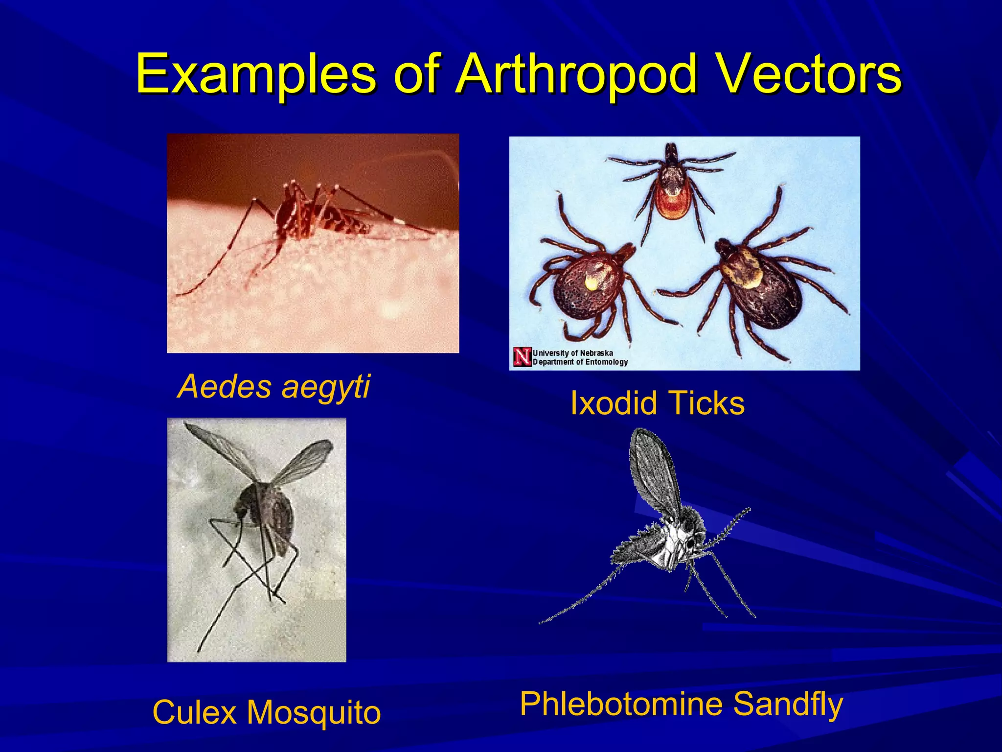 Arboviruses | PPT
