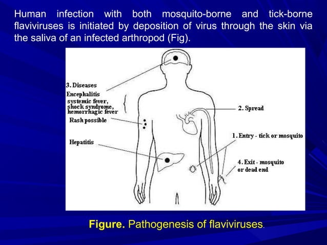 Arboviruses | PPT | Infectious Diseases | Diseases and Conditions