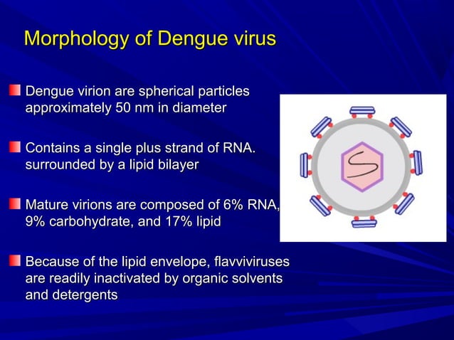 Arboviruses | PPT | Infectious Diseases | Diseases and Conditions