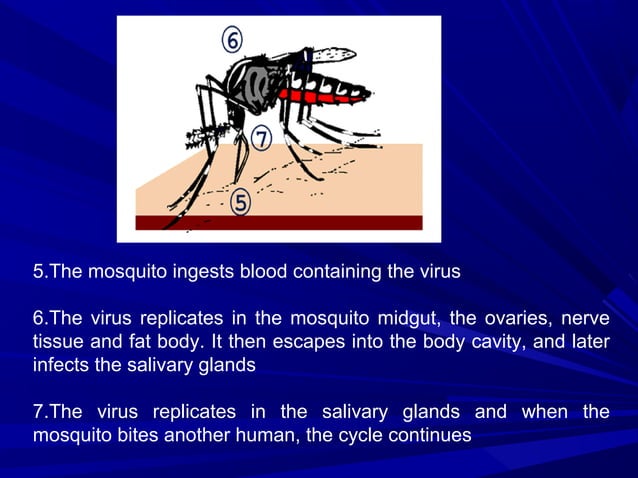 Arboviruses | PPT | Infectious Diseases | Diseases and Conditions