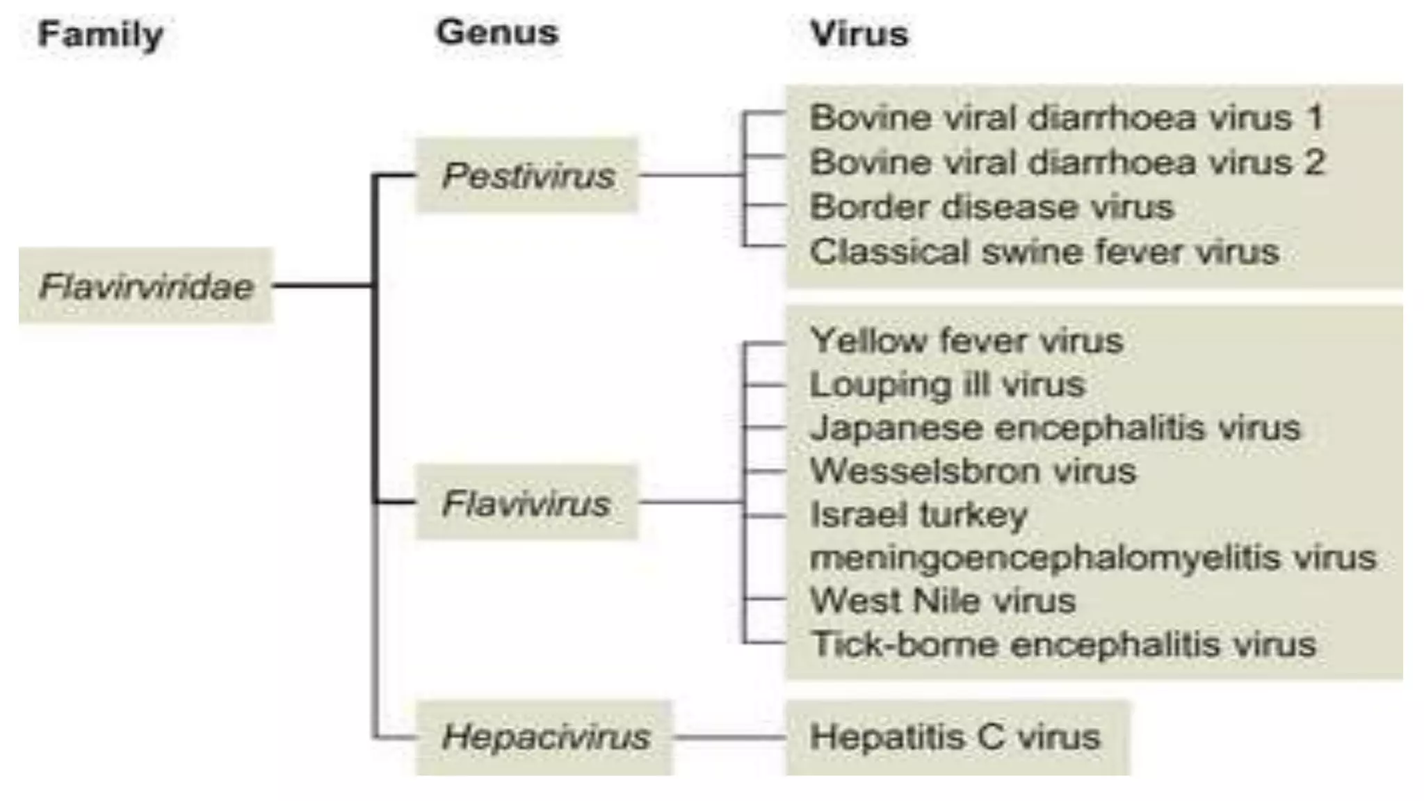 Arbo viruse classification and their diseases | PPTX
