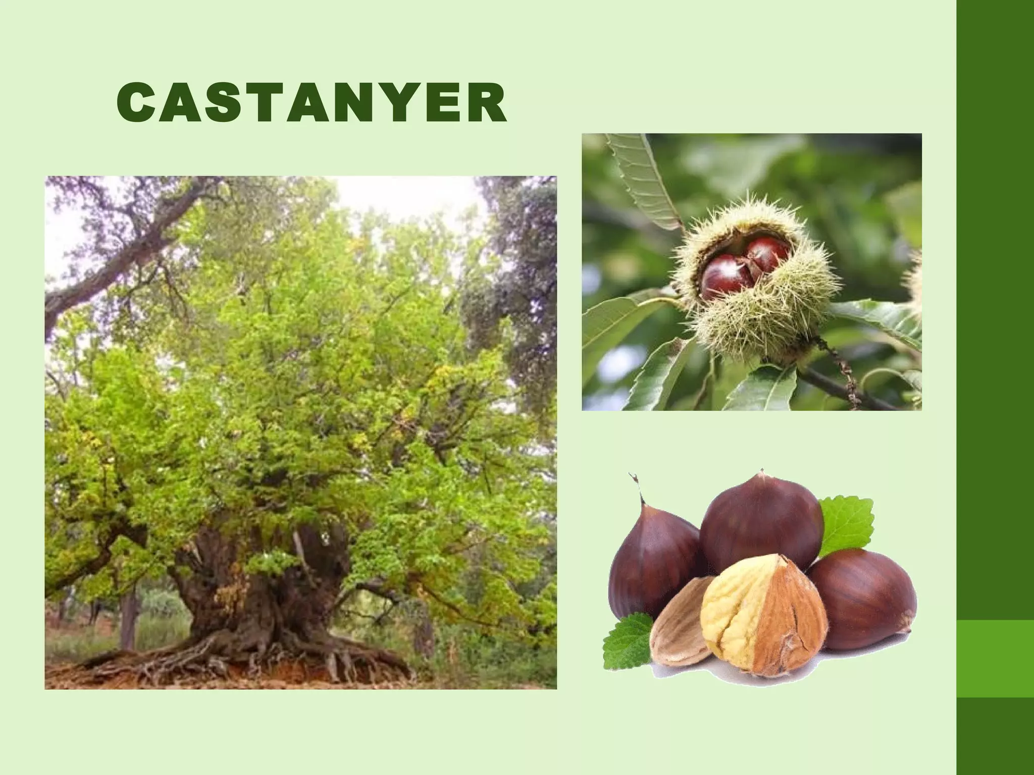 Arbres i fruits | PPT