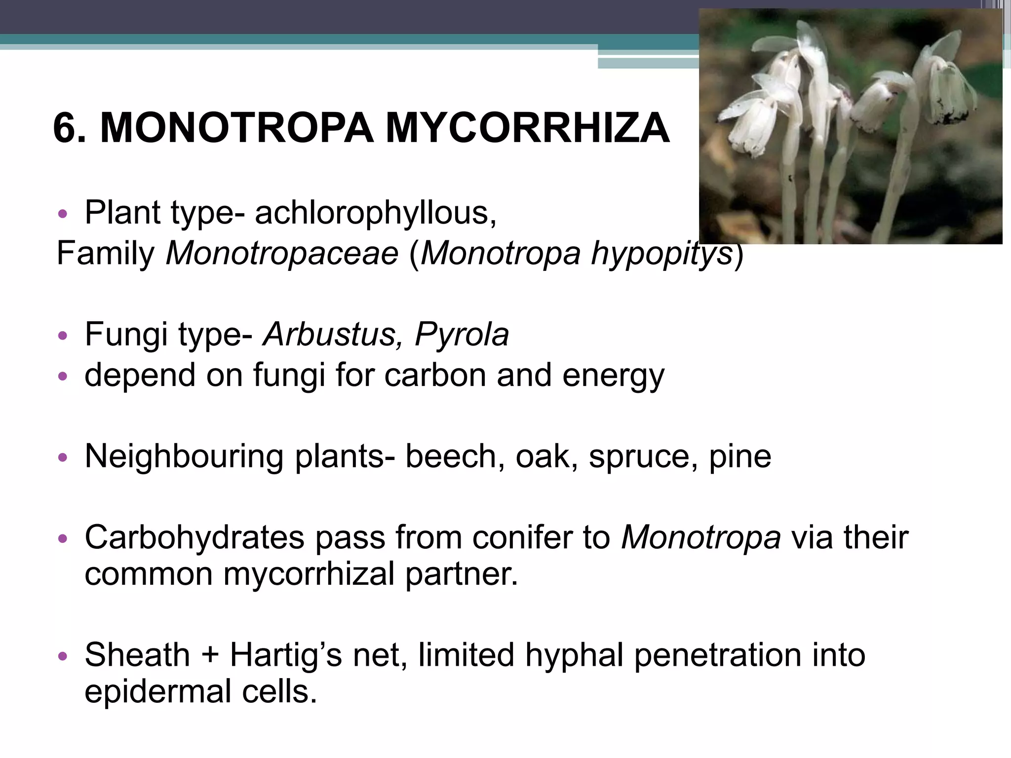 Arbuscular mycorrhiza | PPTX
