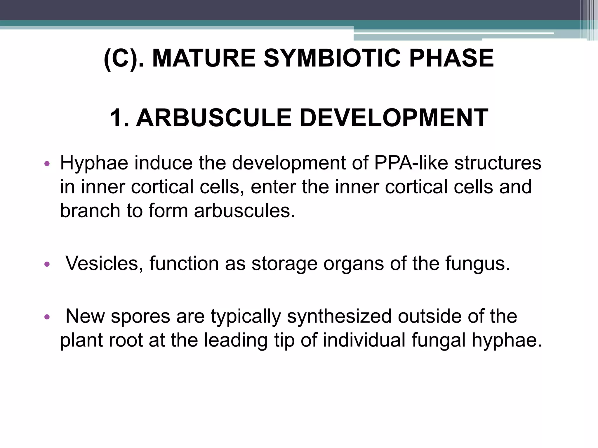 Arbuscular mycorrhiza | PPTX