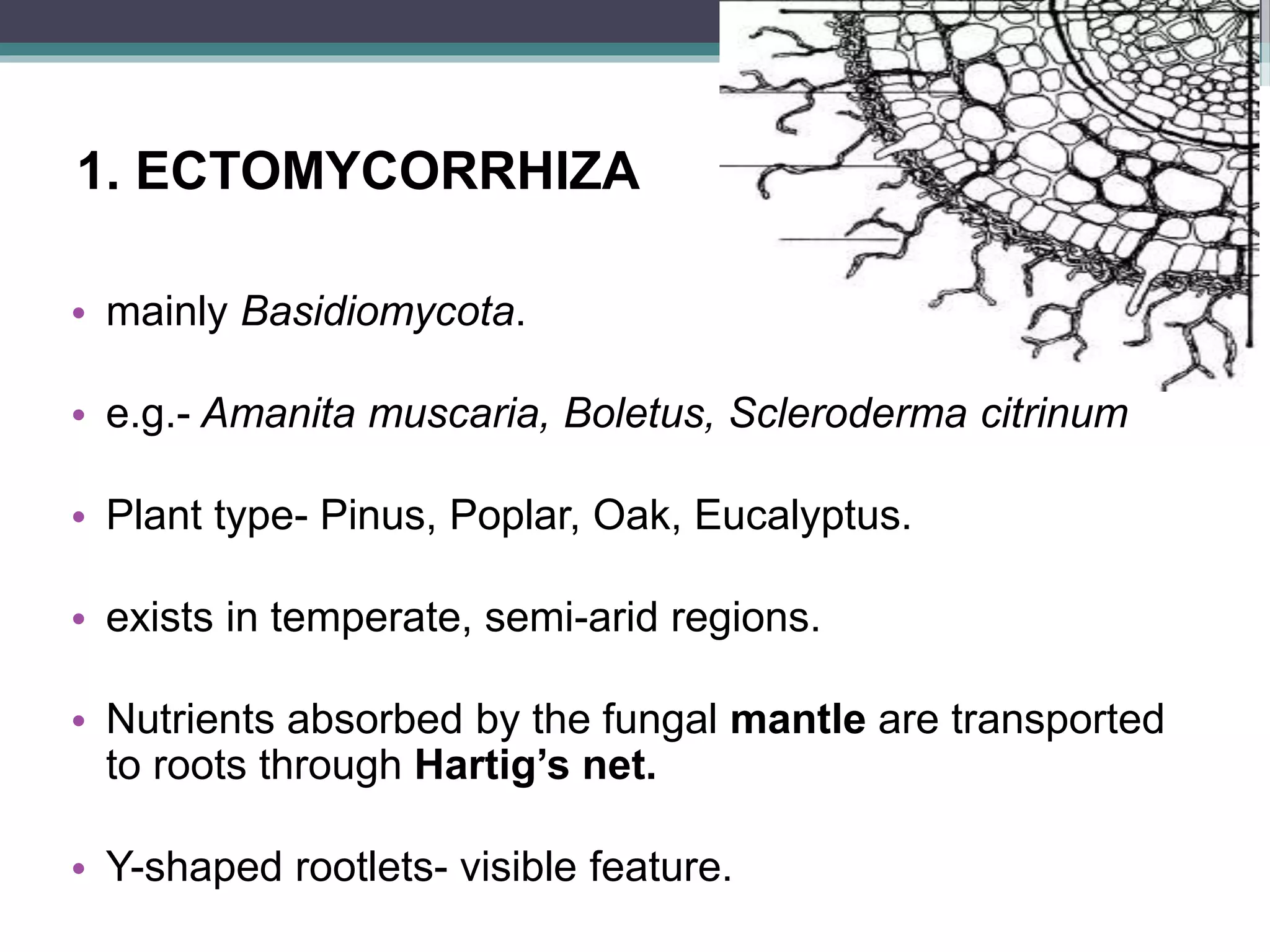 Arbuscular mycorrhiza | PPTX