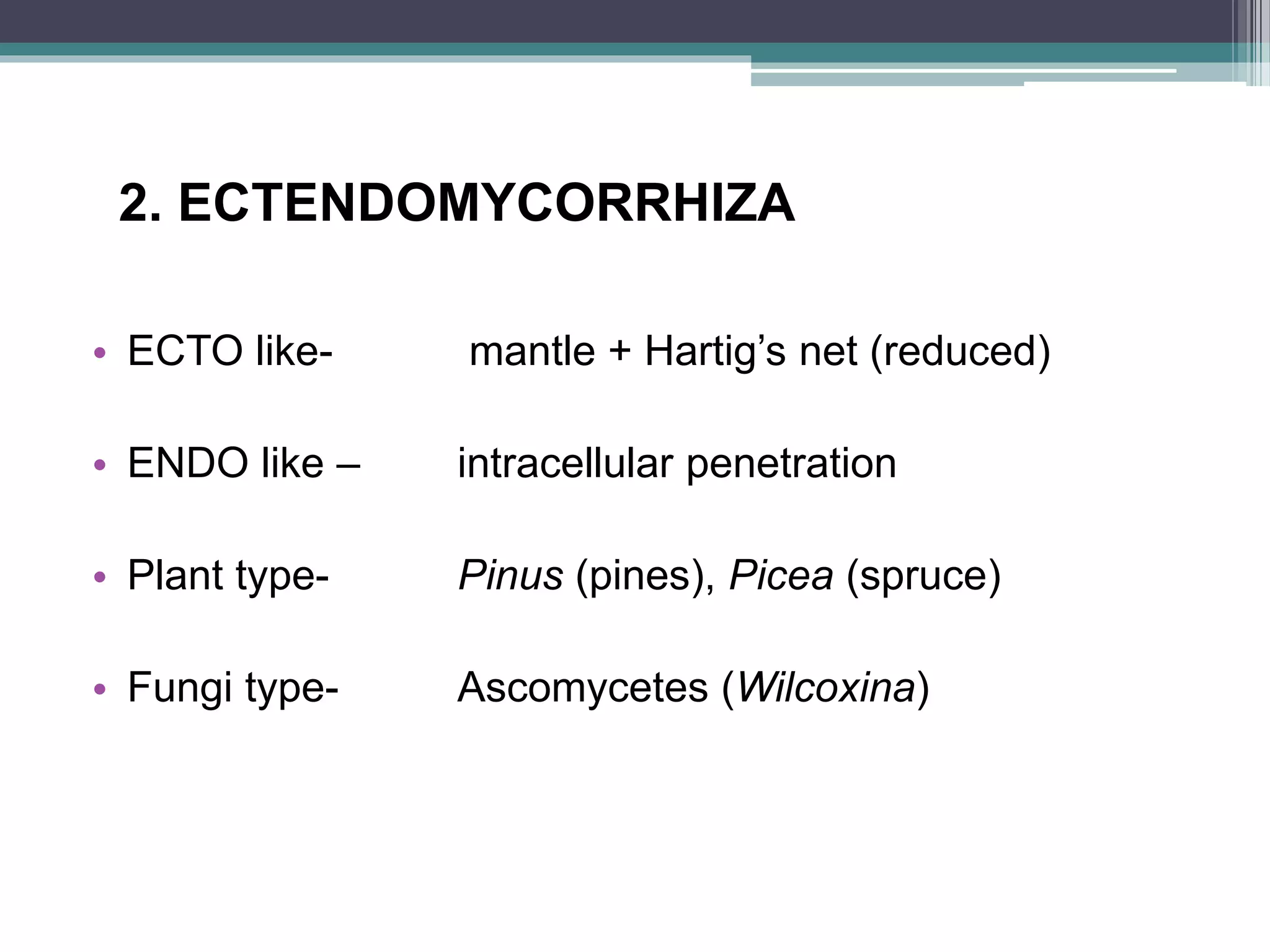 Arbuscular mycorrhiza | PPTX