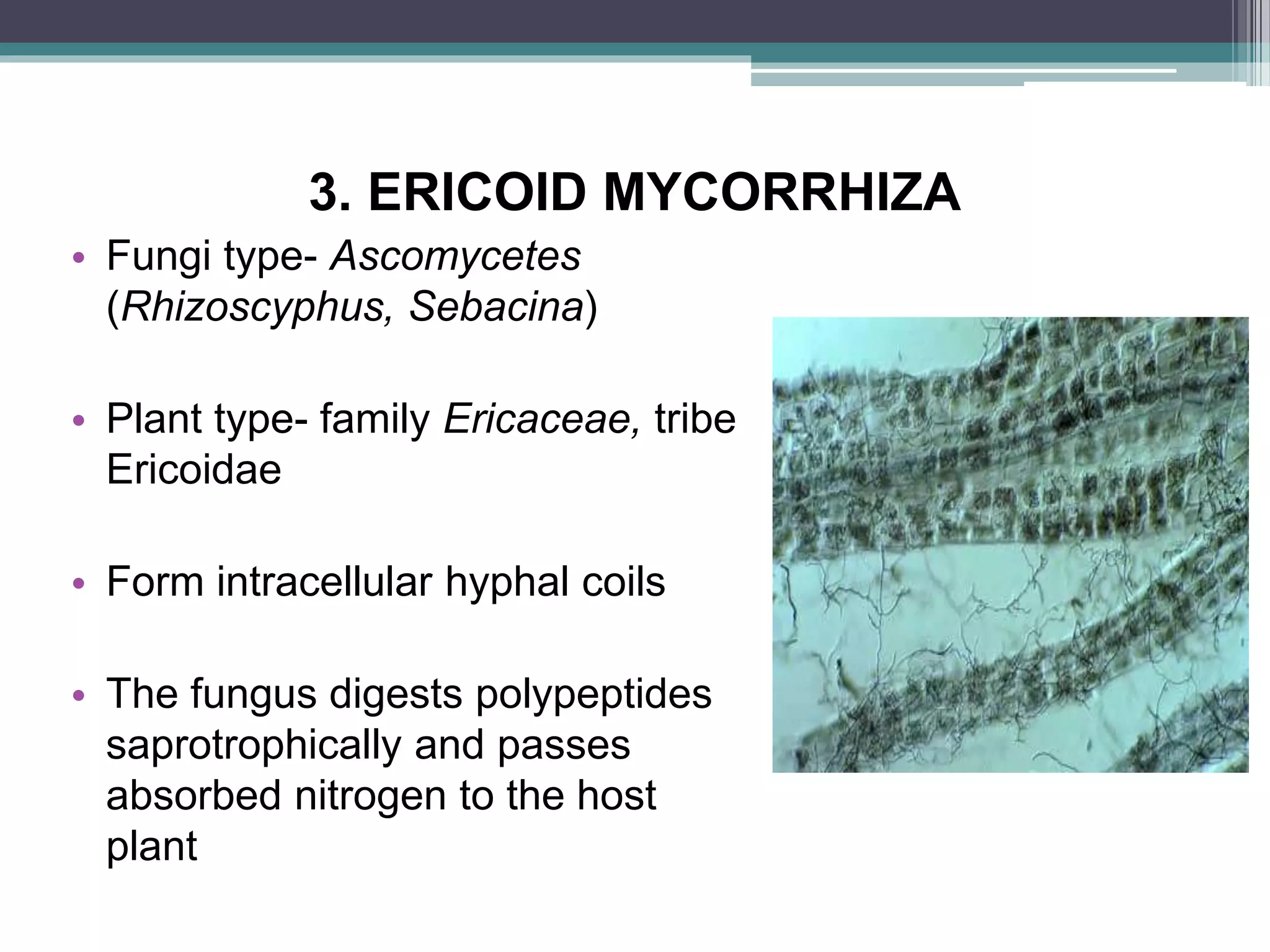 Arbuscular mycorrhiza | PPTX