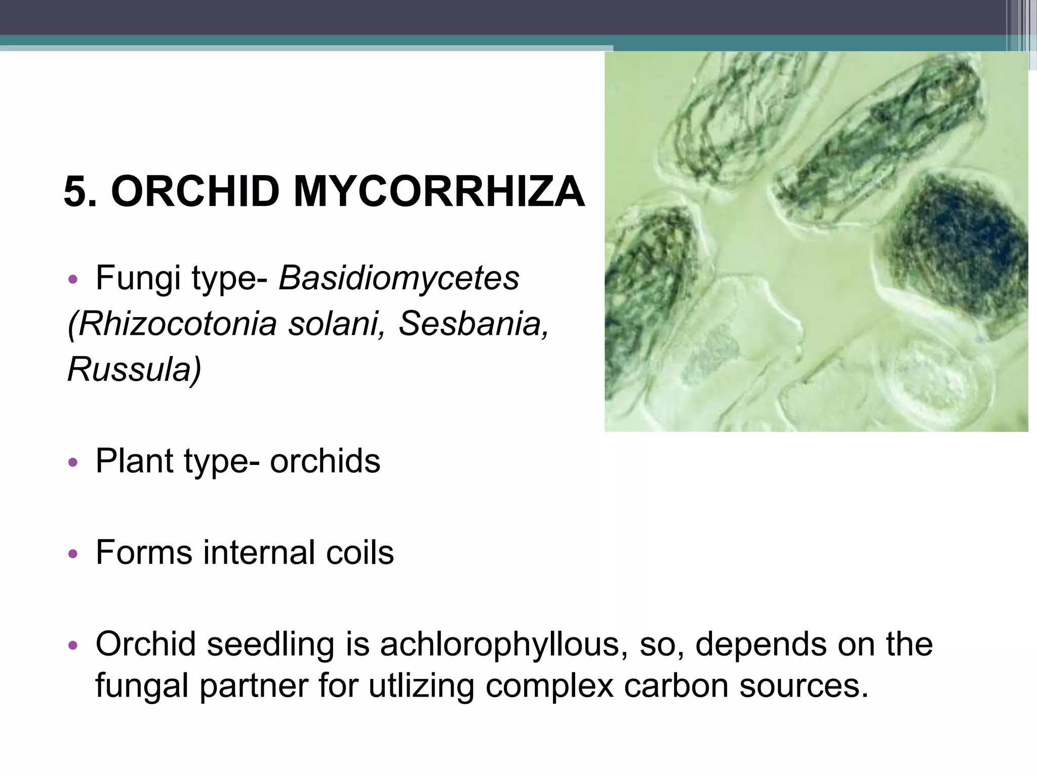 Arbuscular mycorrhiza | PPTX