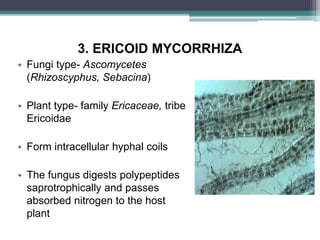 Arbuscular mycorrhiza | PPTX