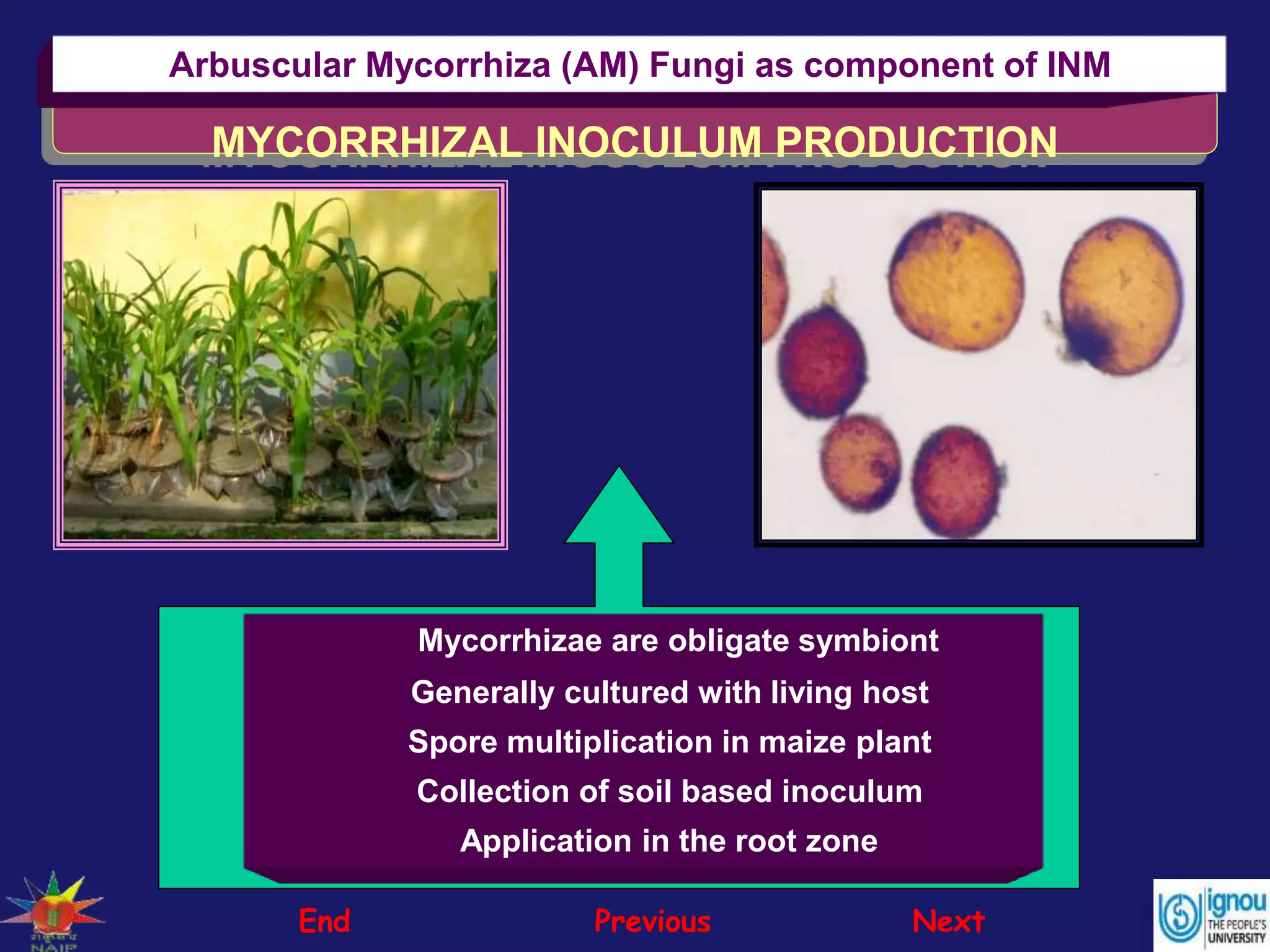 Arbuscular mycorrhizae as a component of INM_2.ppt