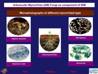 Arbuscular mycorrhizae as a component of INM_2.ppt