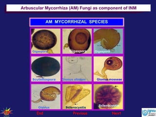 Arbuscular mycorrhizae as a component of INM_2.ppt