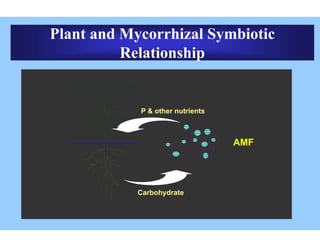 Arbuscular mycorrhizal fungi kabir | PDF