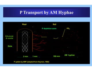 Arbuscular mycorrhizal fungi kabir | PDF