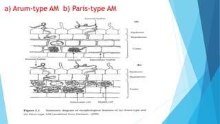Arbuscules | PPTX