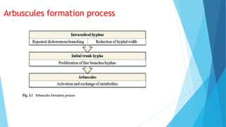 Arbuscules | PPT