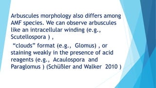 Arbuscules | PPT