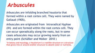 Arbuscules | PPT