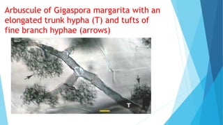 Arbuscules | PPT