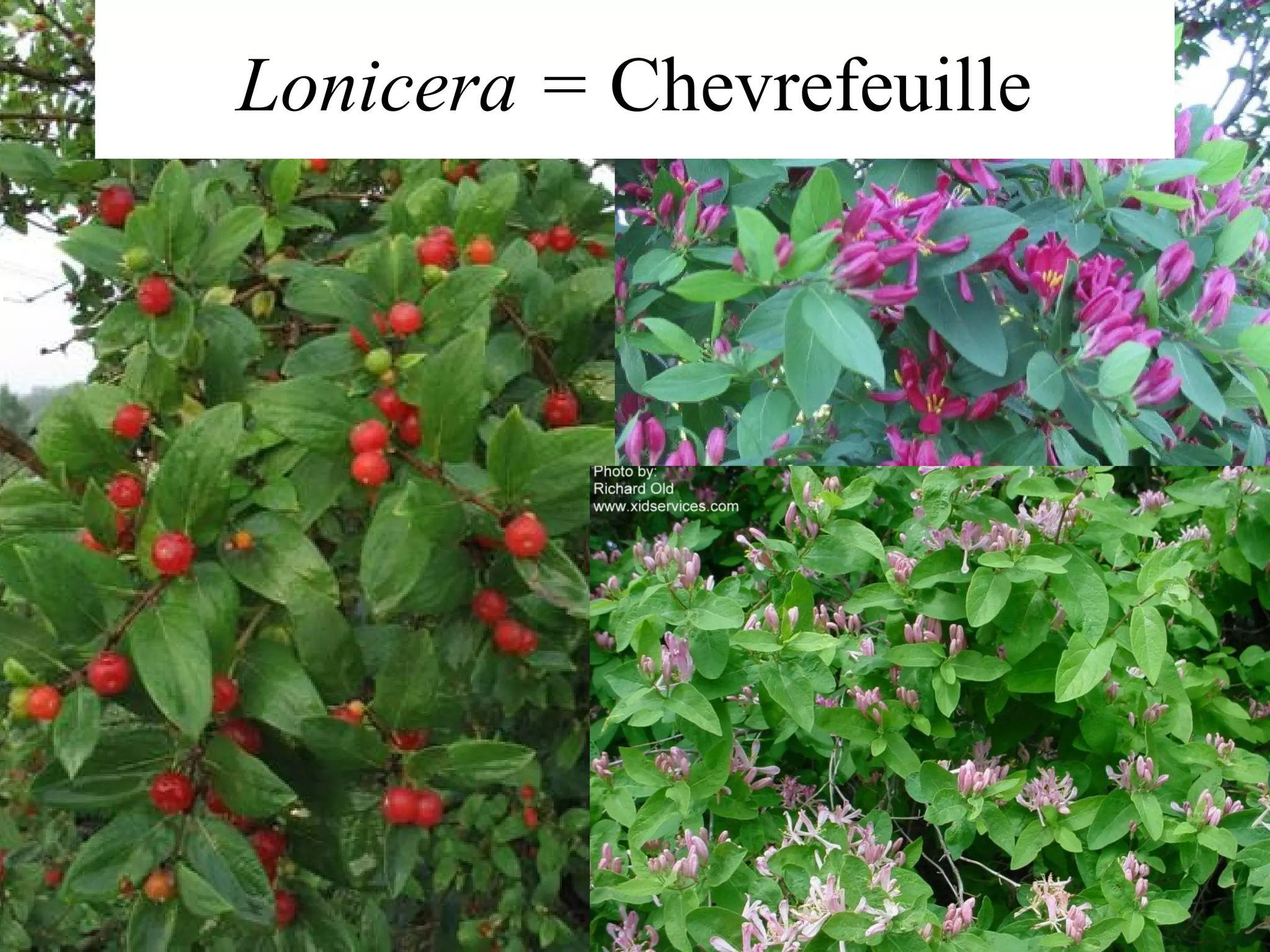 Arbuste caduque | PPT