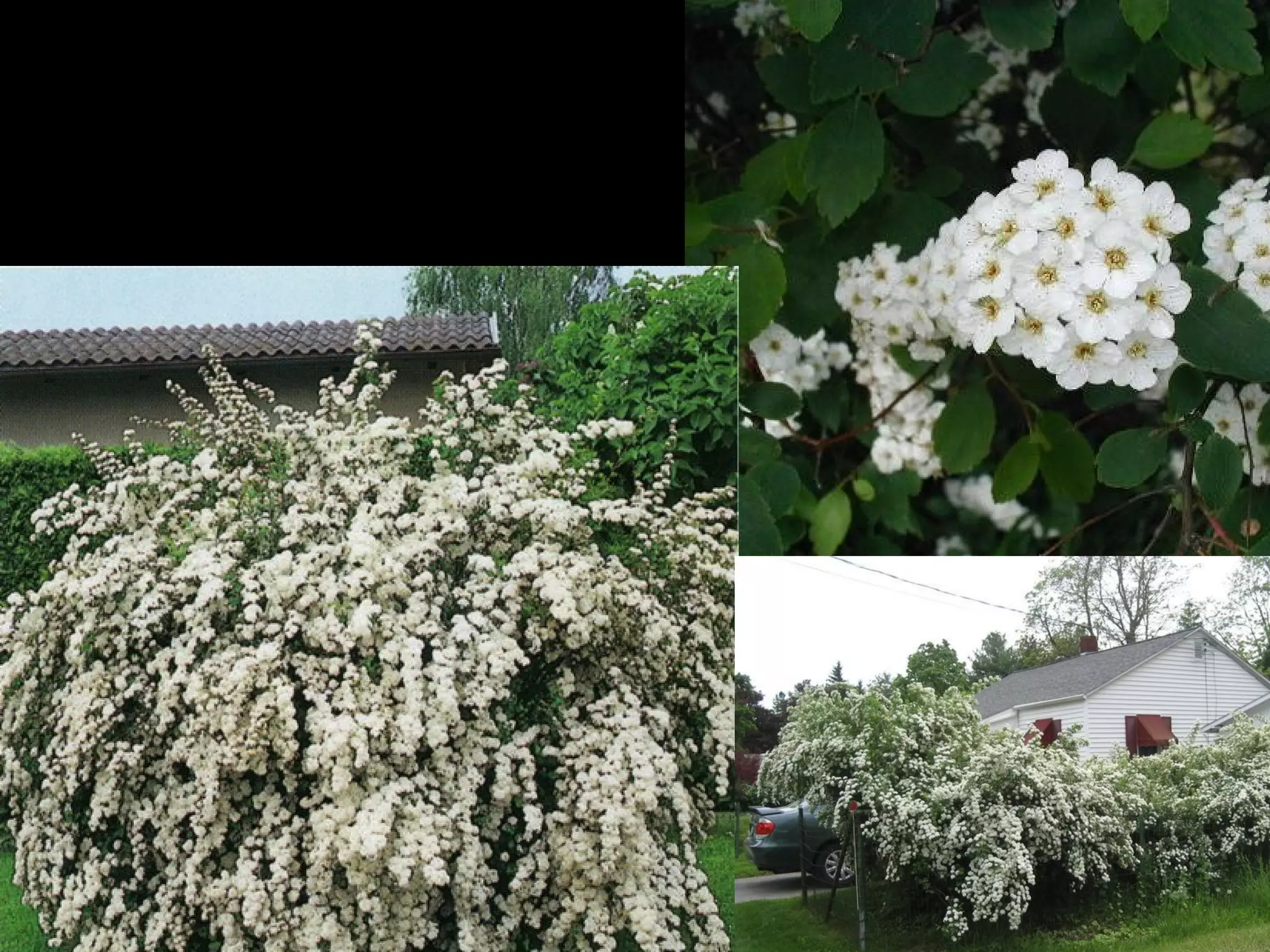 Arbuste caduque | PPT