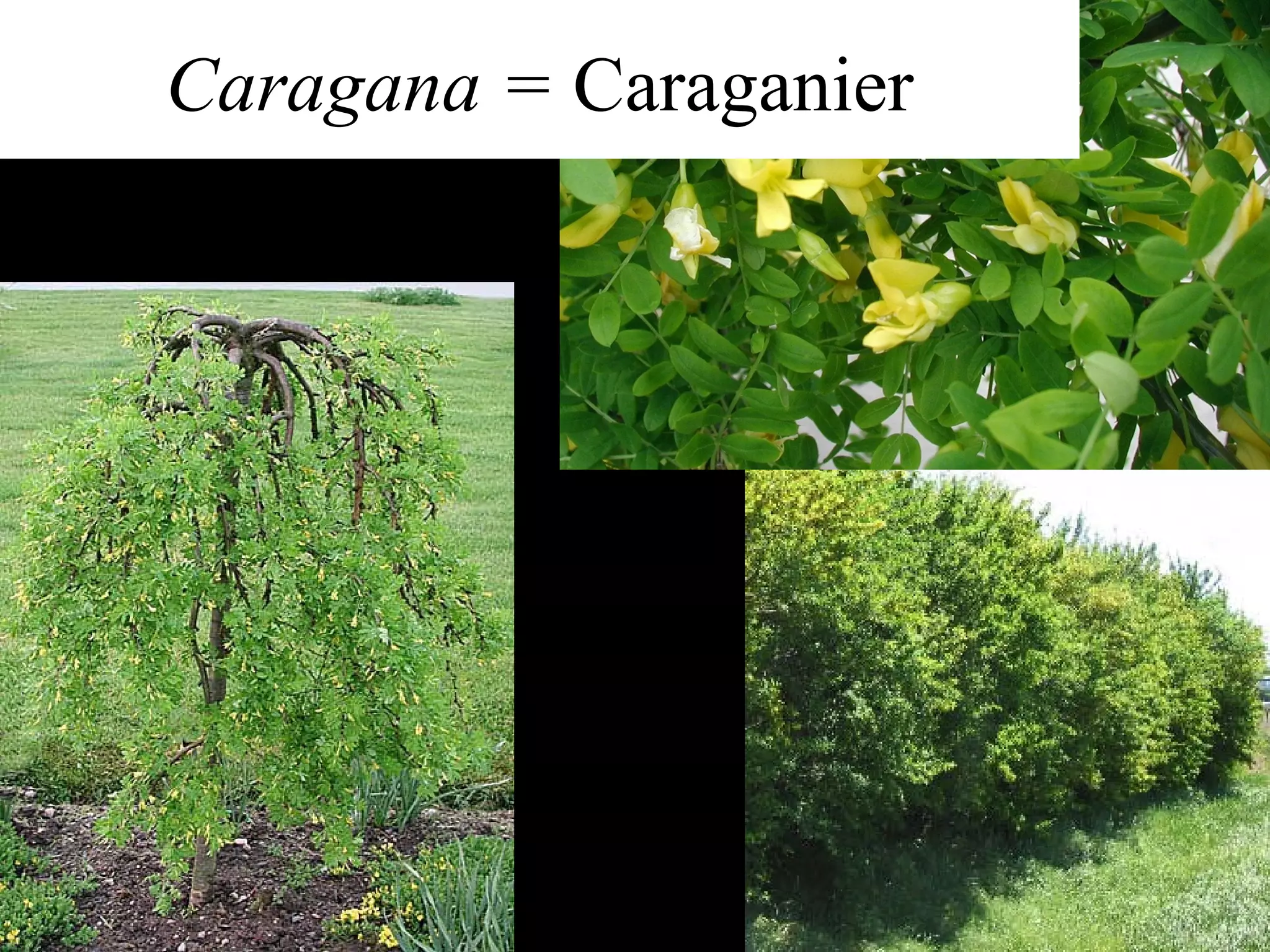 Arbuste caduque | PPT