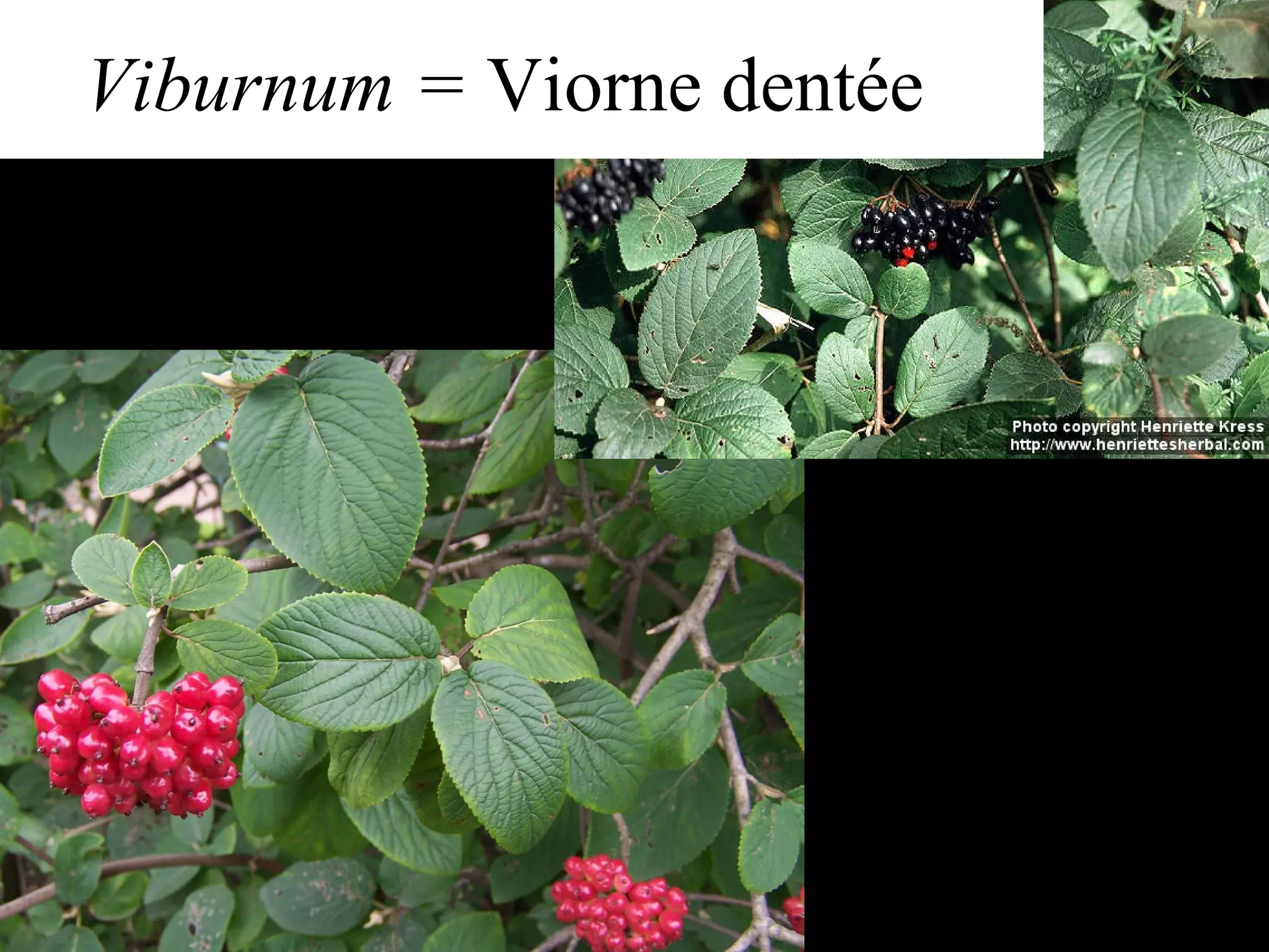 Arbuste caduque | PPT