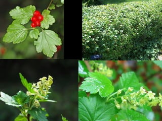 Arbuste caduque | PPT