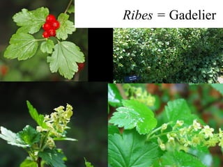 Arbuste caduque | PPT