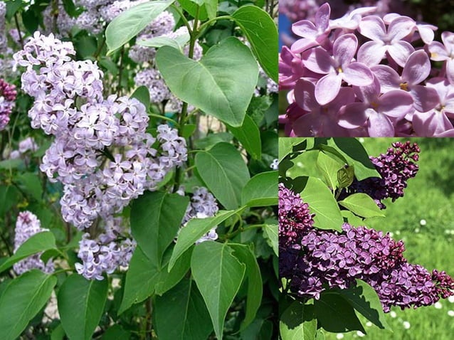 Arbuste caduque | PPT