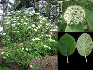 Arbuste caduque | PPT