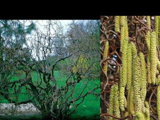 Arbuste caduque | PPT