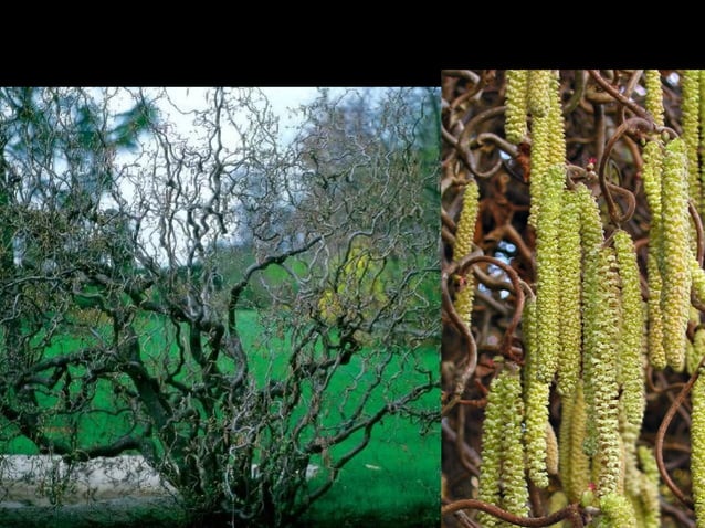 Arbuste caduque | PPT